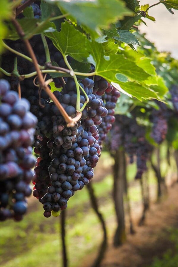 Award-Winning Wines | Australia | Capercaillie Wines